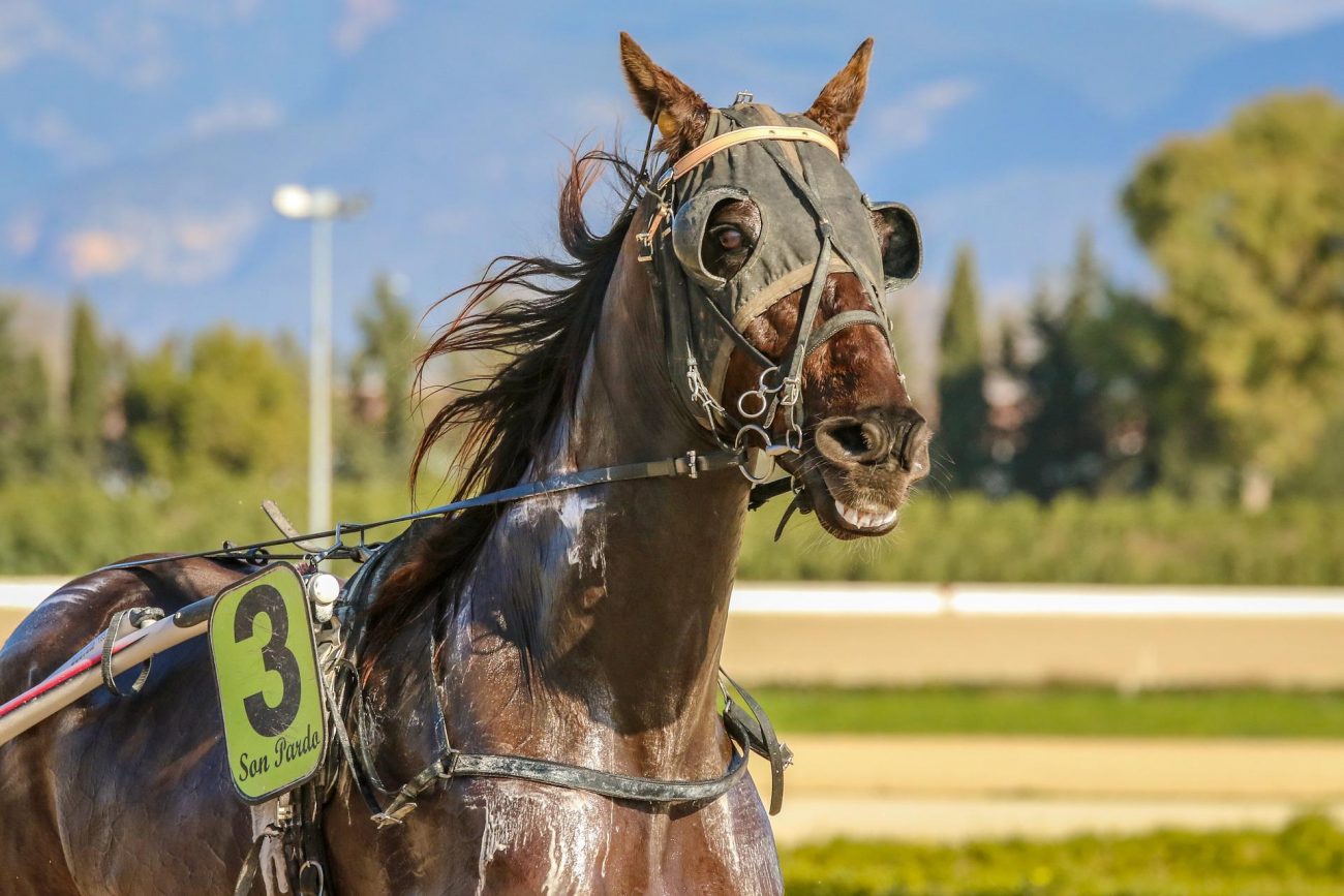 PointsBet launches horse racing product - Horse racing - iGB PointsBet launches horse racing product - Horse racing - iGB